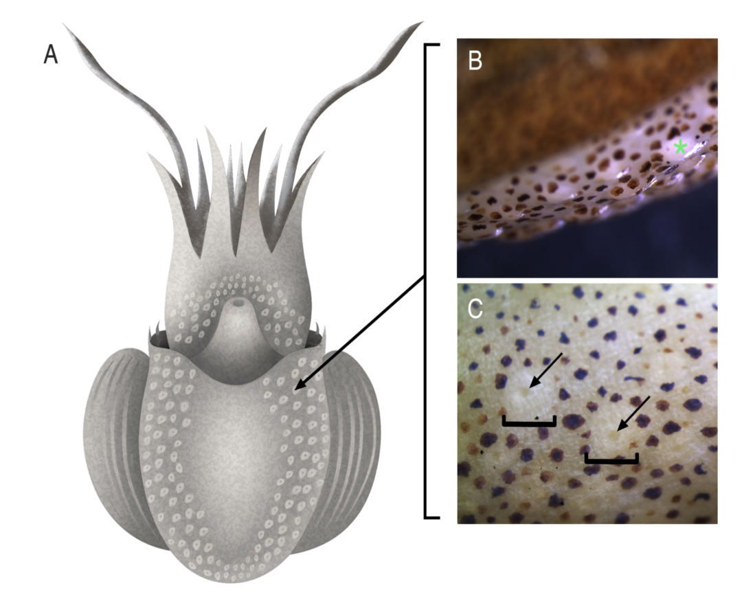New Paper: Quantitative Proteomic Analysis of the Slime and Ventral ...